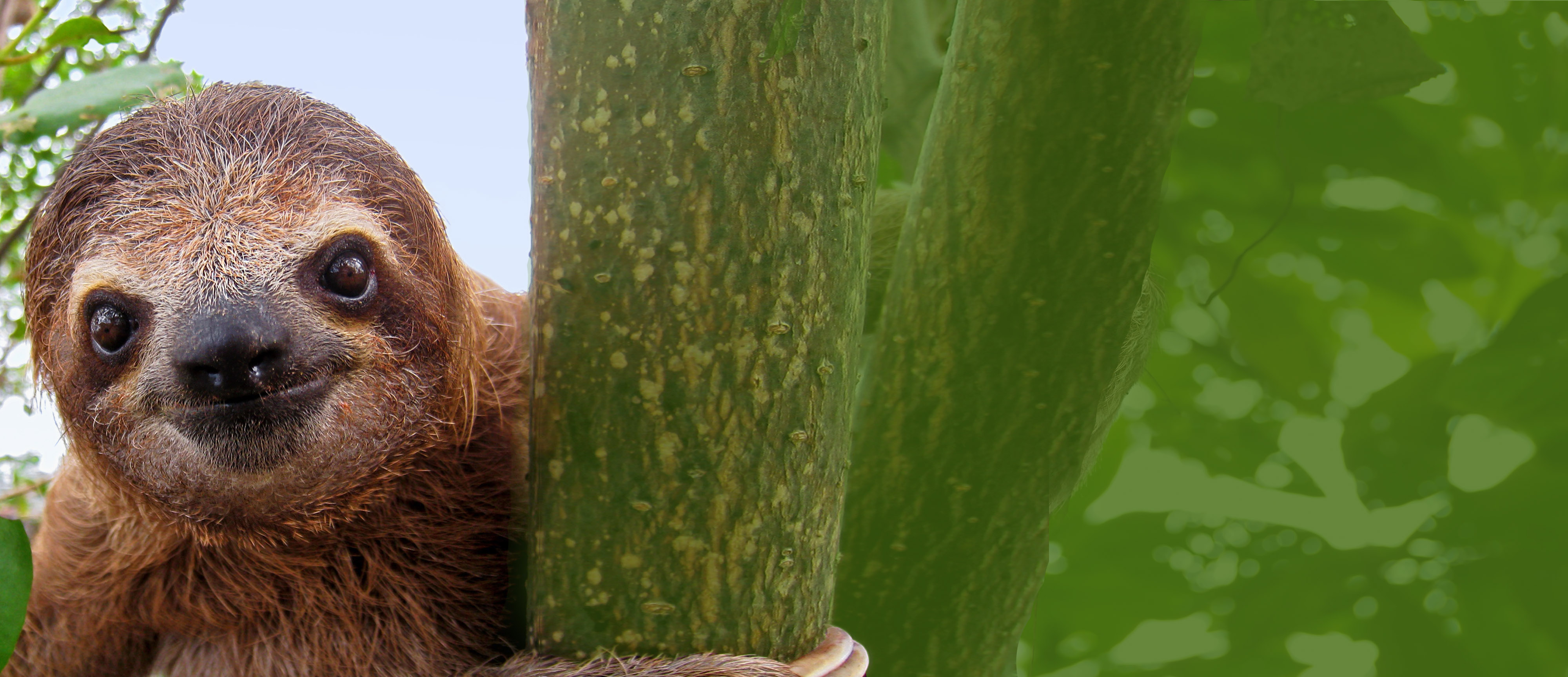 Endangered Animals And Other Threatened Species