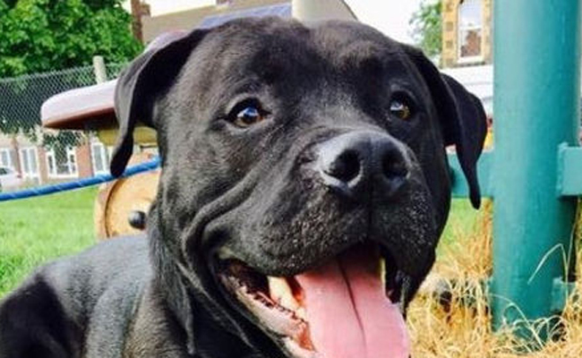 Success! Kylo the Hero Dog Gets to Come Home